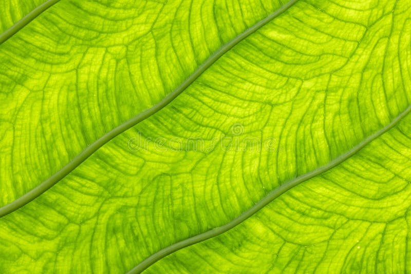 Detail of Green Palm Leaf with Shadow and Vein Stock Photo - Image of ...