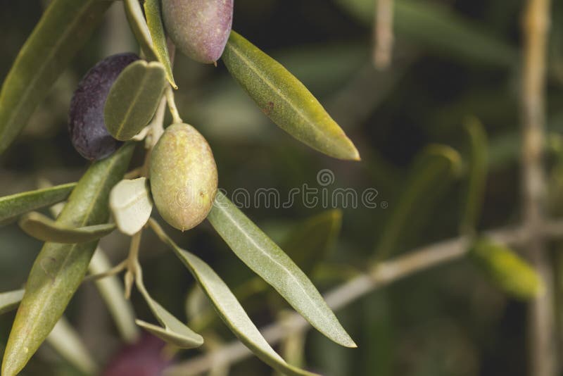 Picual Olive Tree in a Farm Stock Image - Image of agrarian, food ...