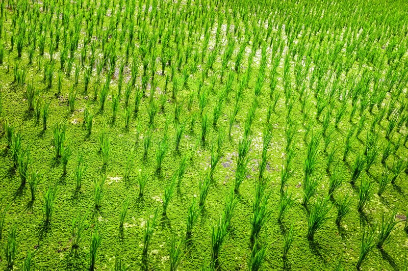 Detail of Green Rice Field Crop Stock Image - Image of agriculture ...