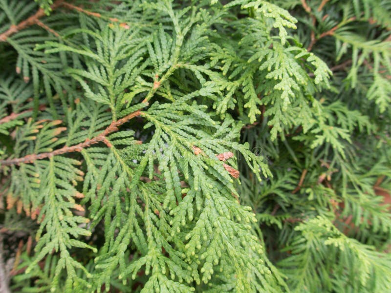 Detail of a Green Thuya Tree Stock Photo - Image of park, detail: 125491360