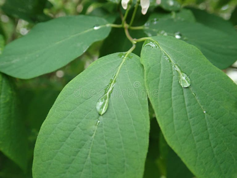 Detail of a Green Tree Leaf Stock Photo - Image of flare, morning ...