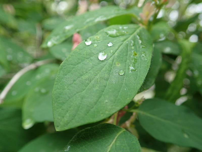 Detail of a Green Tree Leaf Stock Photo - Image of lens, close: 280063050