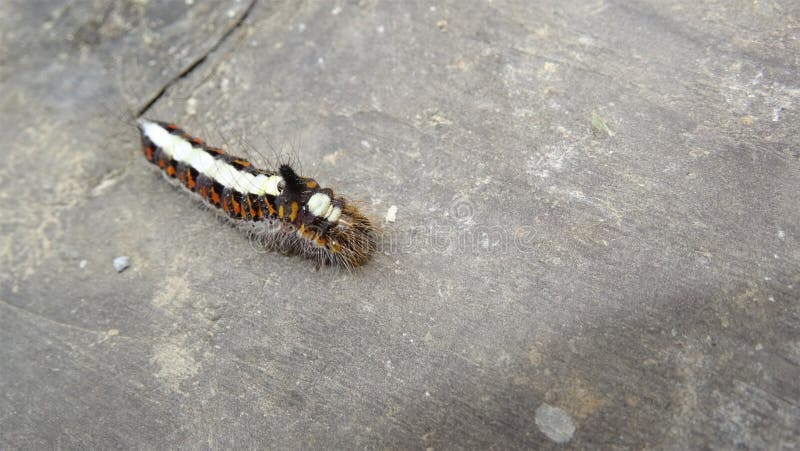 Detail of a Grey Dagger Moth Caterpillar (Acronicta Psi Stock Image ...