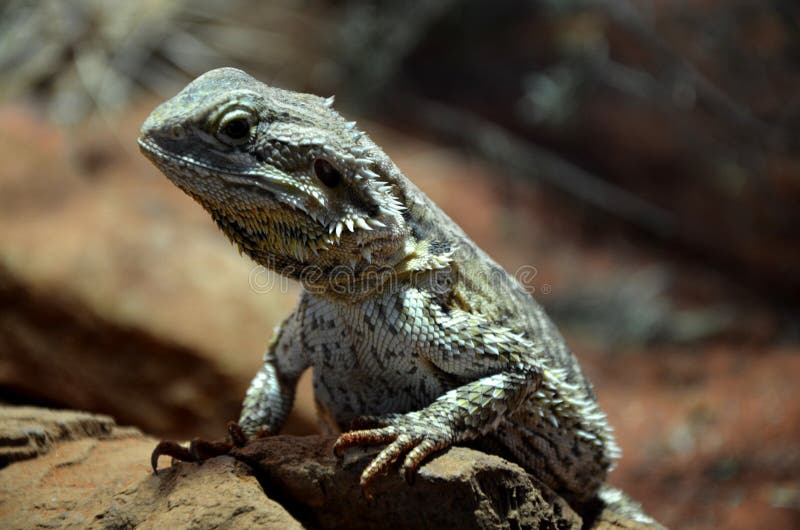 Grey lizard on a rock stock photo. Image of lying, lizards - 127732922