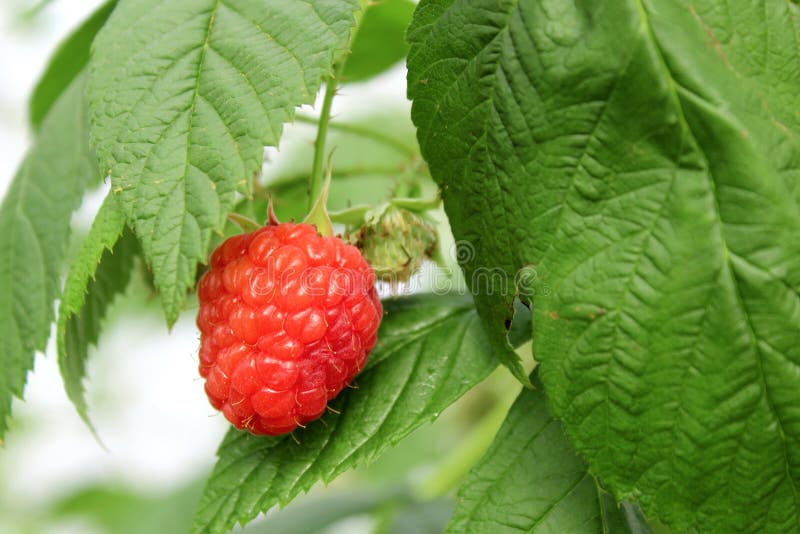 Growing Raspberry in Hydroponic Plantation Stock Image - Image of ...