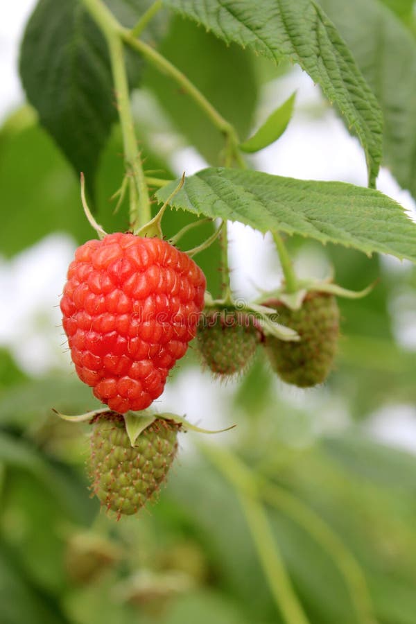 Growing Raspberry in Hydroponic Plantation Stock Photo - Image of ...