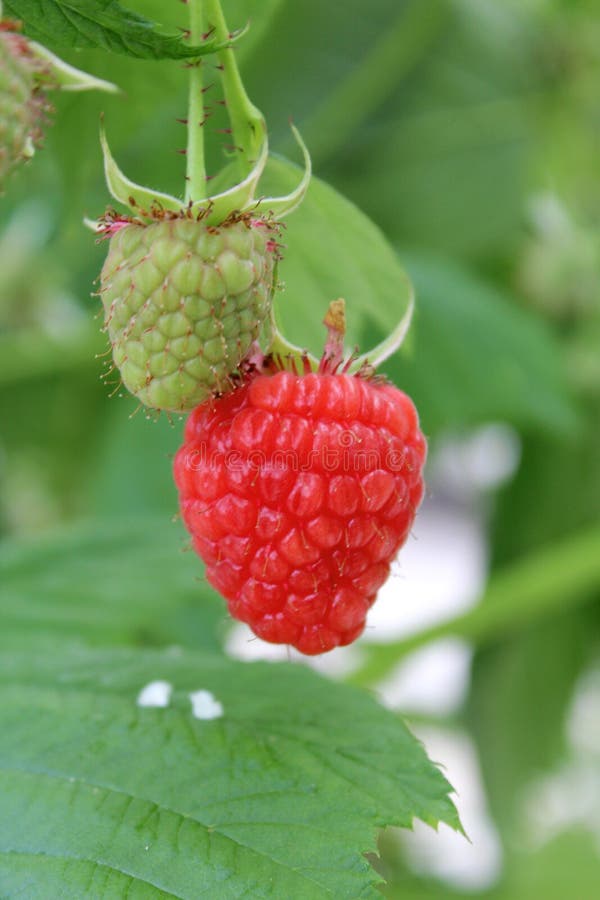 Growing Raspberry in Hydroponic Plantation Stock Image - Image of ...
