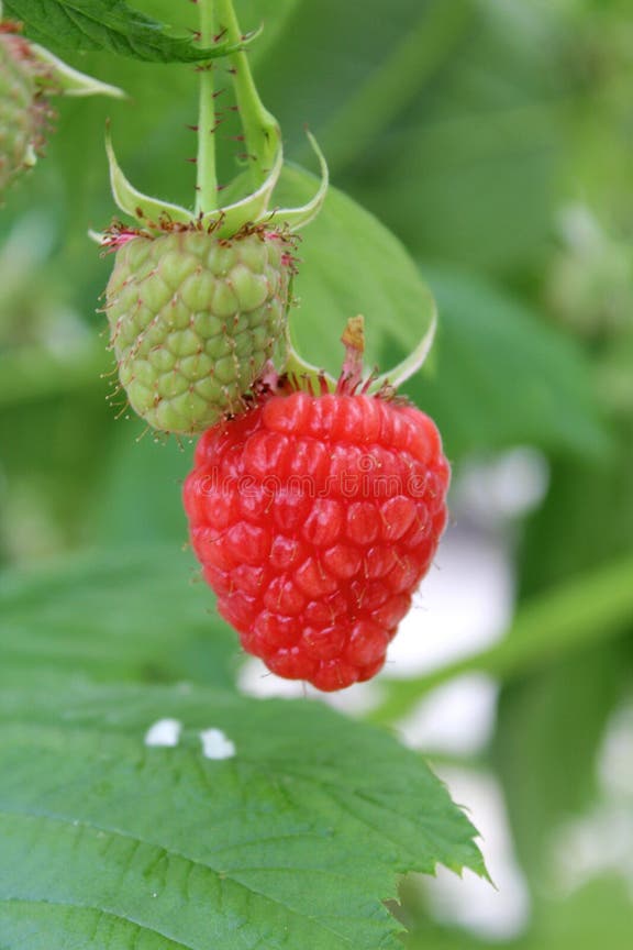 Growing Raspberry in Hydroponic Plantation Stock Image - Image of ...