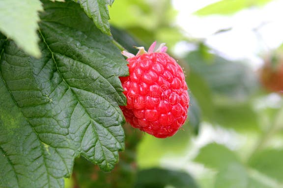 Growing Raspberry in Hydroponic Plantation Stock Image - Image of ...
