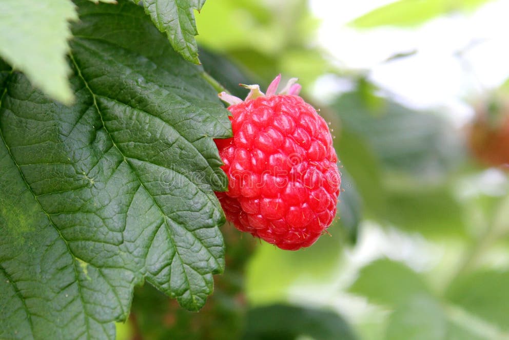 Growing Raspberry in Hydroponic Plantation Stock Image - Image of ...