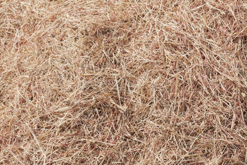Hay seamless background stock image. Image of detail - 30215027