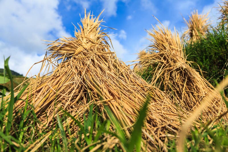 Detail of Hay Stacks Drying on Rice Fields Stock Photo - Image of ...