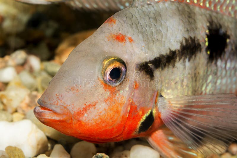 Detail of Head of Cichlid Fish Stock Photo - Image of head, cichlid ...