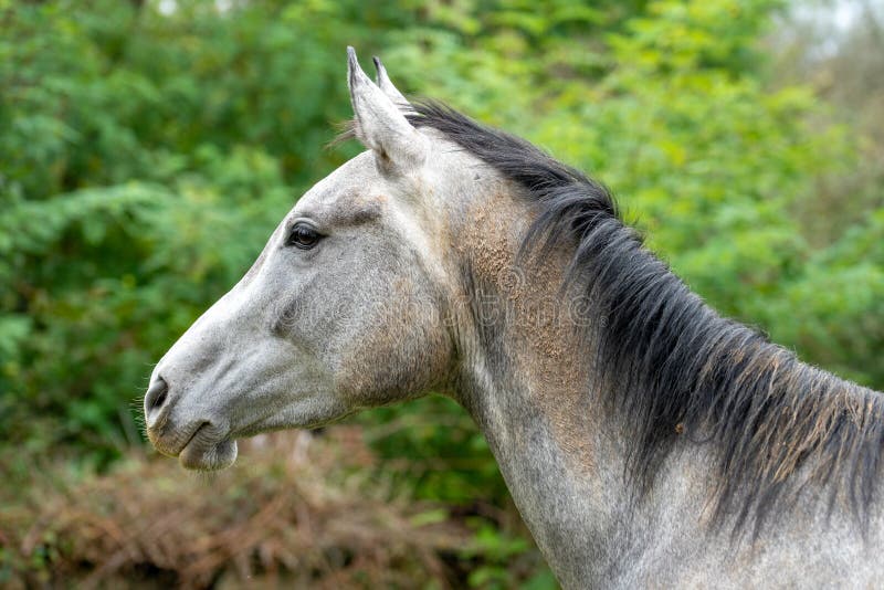 Detail of a Head of a Gray Horse. Detail of a Head of a Gray Horse ...