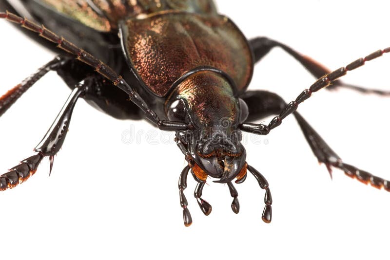 Detail of Head of Ground Beetle Stock Image - Image of insect, closeup ...