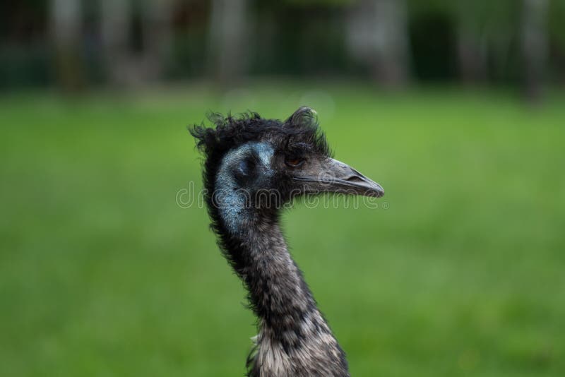 Big emu stock image. Image of dromaius, detail, bird - 168660161