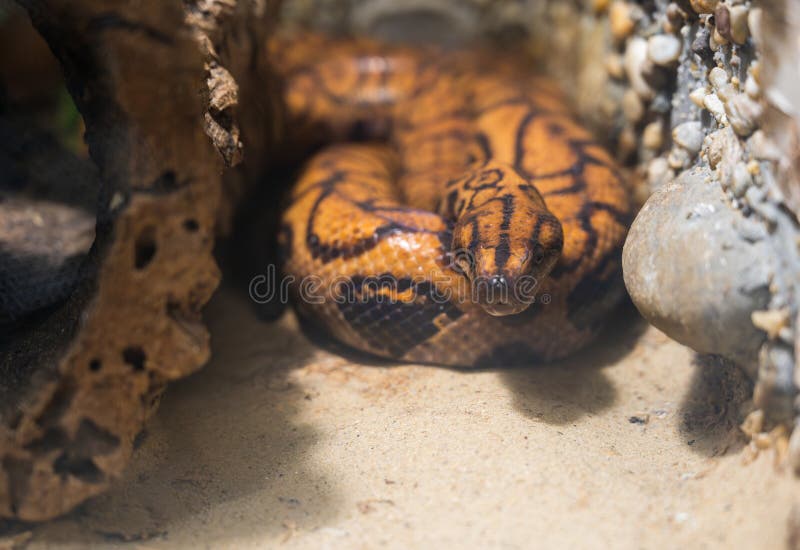 Detail of Head of Large Orange Rainbow Boa Snake Stock Photo - Image of ...