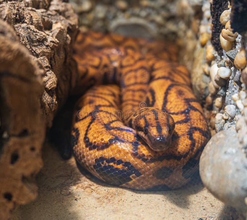 Detail of Head of Large Orange Rainbow Boa Snake Stock Image - Image of ...
