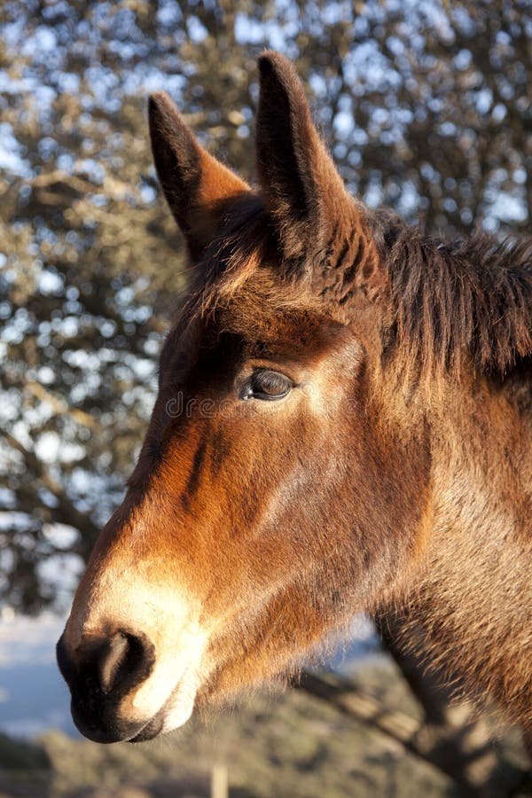 The first plane of a mule stock photo. Image of mule - 29718128