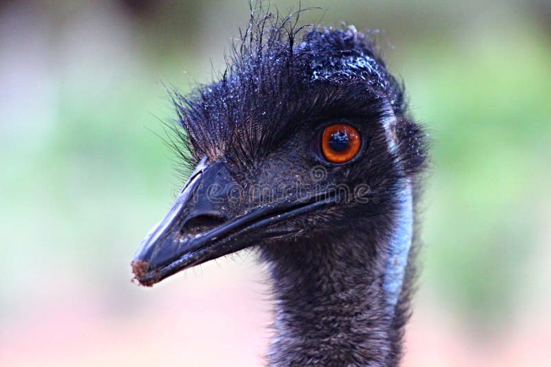 Staring Ostrich head stock photo. Image of watching, animal - 98573434