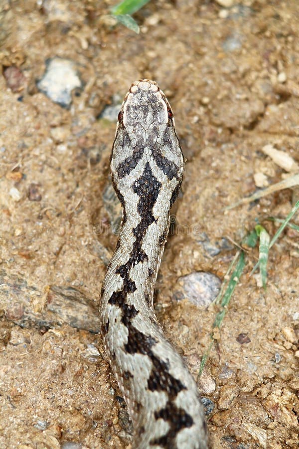 European Adder stock image. Image of brown, snake, flicking - 25646369