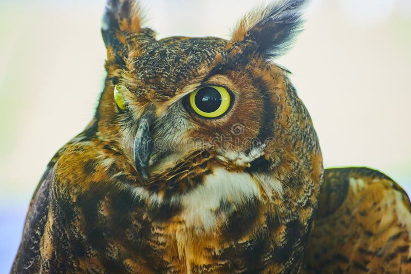 Detail of Head on Raptor Owl Great Horned Owl Stock Photo - Image of ...