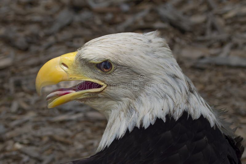 Detail of the Head of the 22-year-old Bald Eagle Stock Photo - Image of ...
