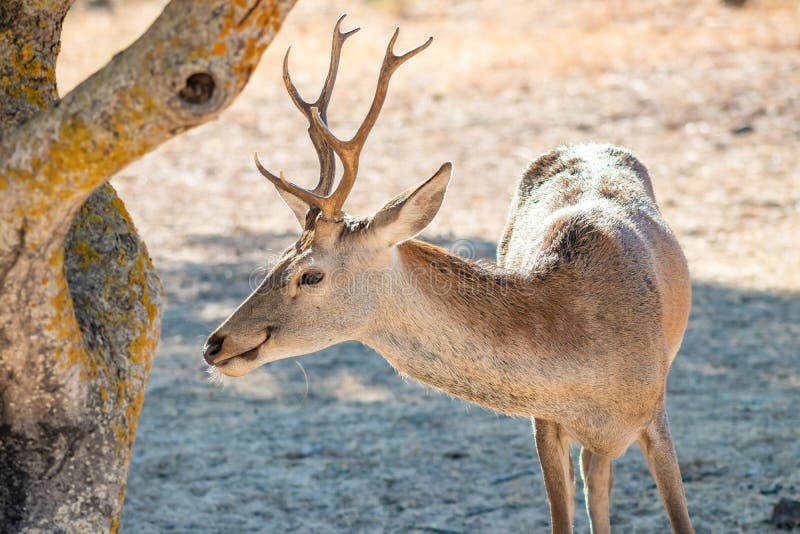 Detail of Head of a Young Male Deer (Cervus Elaphus Stock Image - Image ...