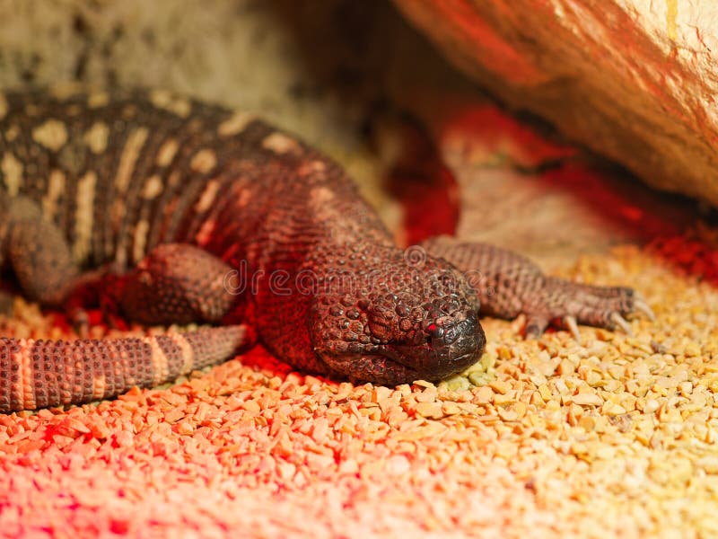 Detail of Heloderma Horridum in a Museum Stock Photo - Image of animal ...