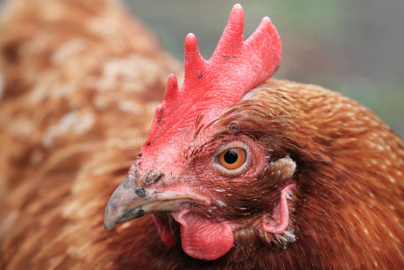 Detail of hen (head) stock image. Image of eyes, female - 69157471