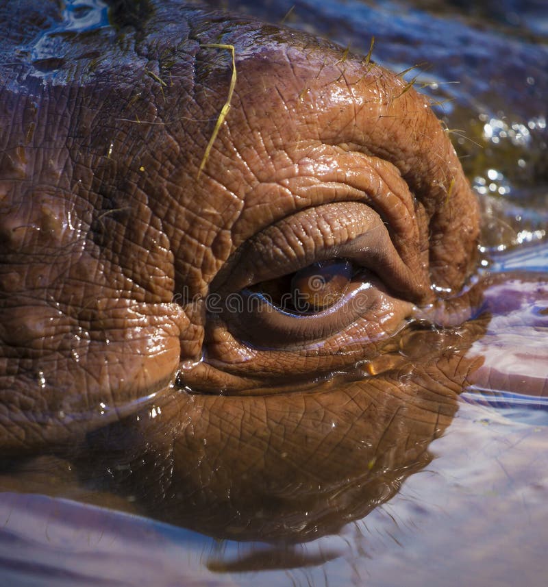 Detail of hippo in water stock photo. Image of head - 194936202