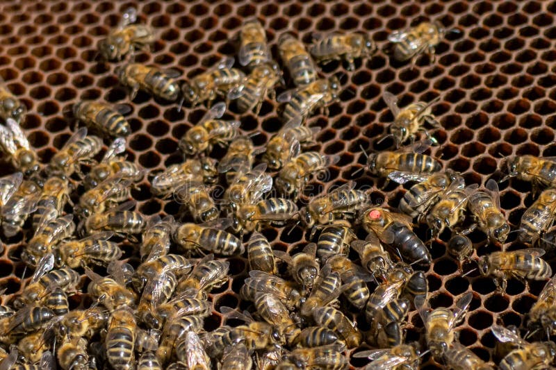Detail of a Honeycomb with the Queen Bee Marked and the Other Bees ...