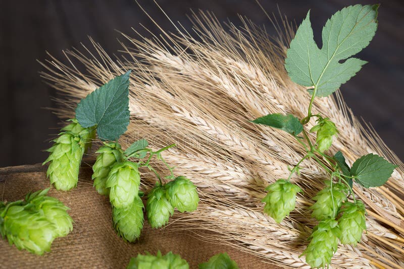 Barley and hop-cones stock photo. Image of lager, drunk - 17868460