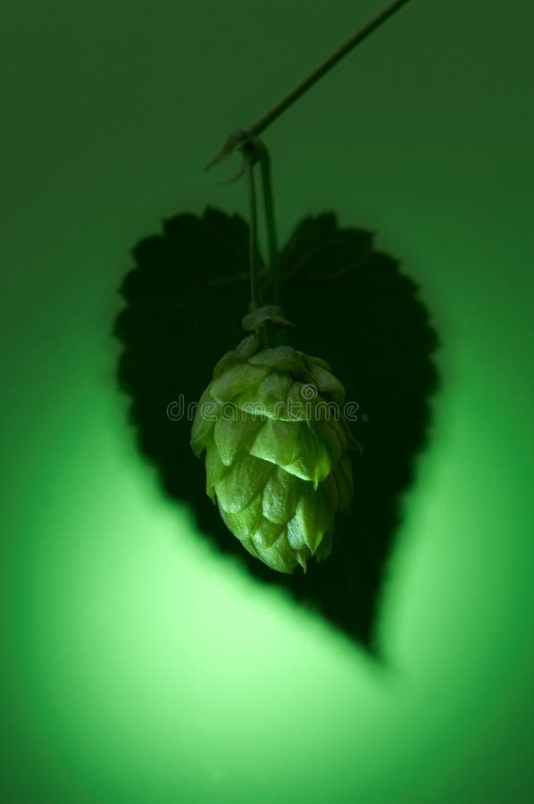 Hops stock vector. Illustration of decoration, design - 26688781