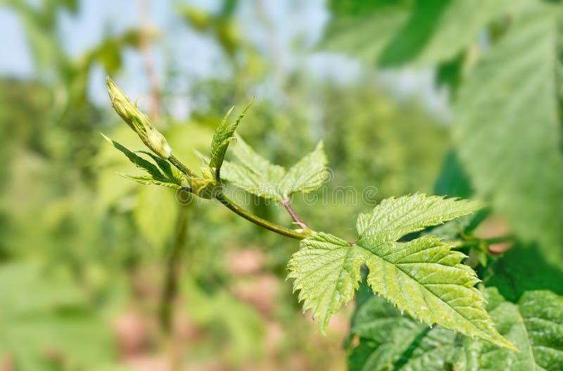 Detail of hops stock photo. Image of green, depth, plant - 41410416