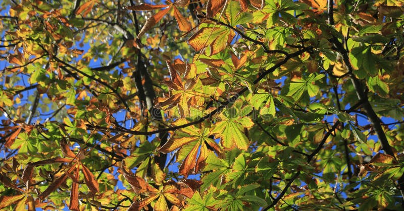 Detail of an Horse Chestnut Tree in Autumn Stock Photo - Image of ...