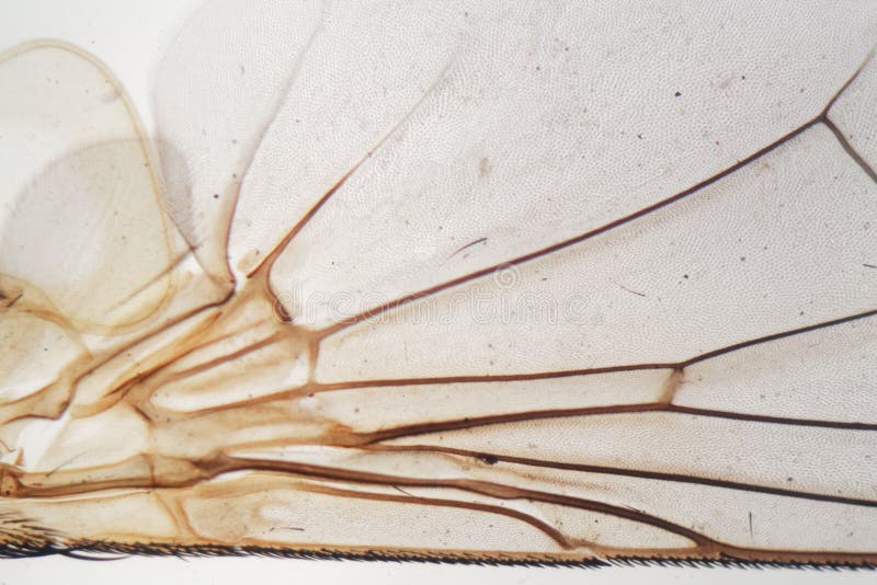 Musca Domestica Magnification Stock Photo - Image of diptera, domestic ...