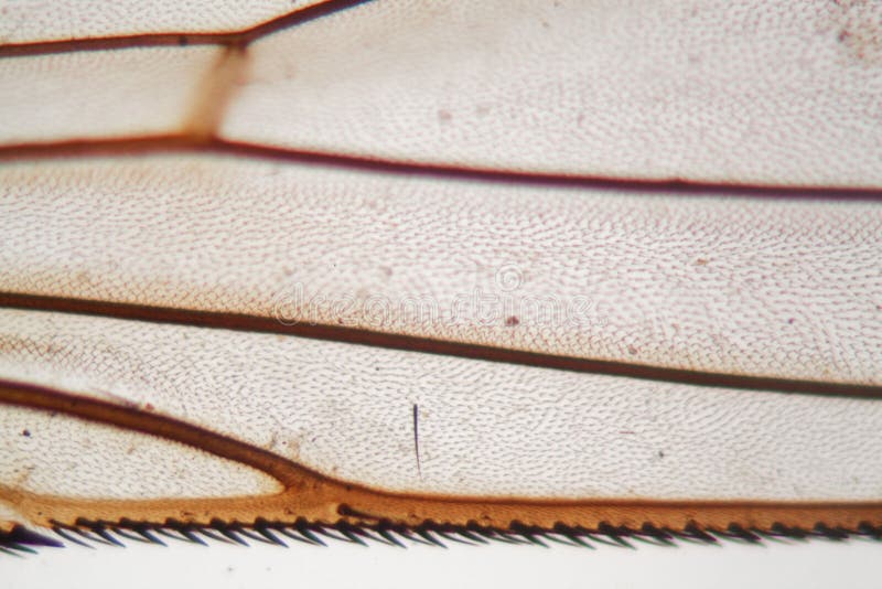 House Fly Wing Under the Microscope Stock Photo - Image of small ...