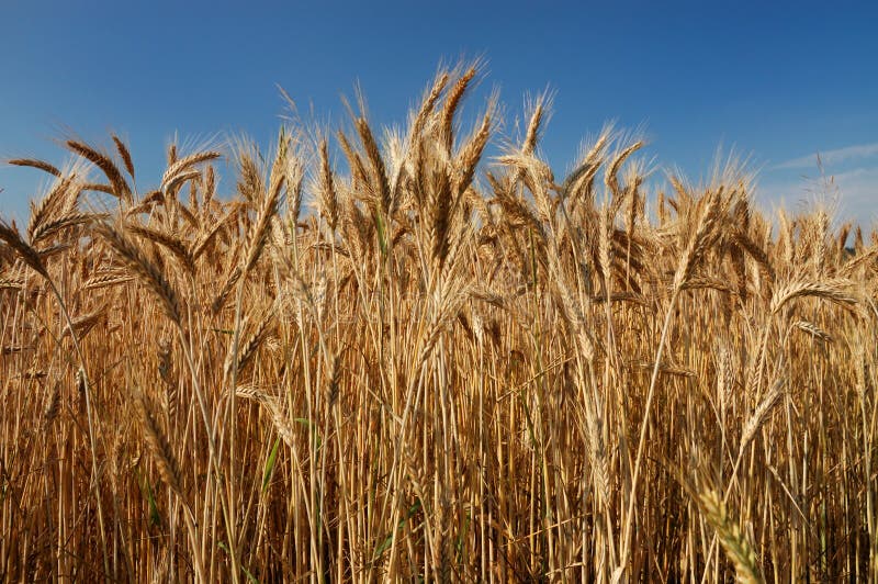Ield of Barley with Blue Cornflowers Stock Photo - Image of cereal ...