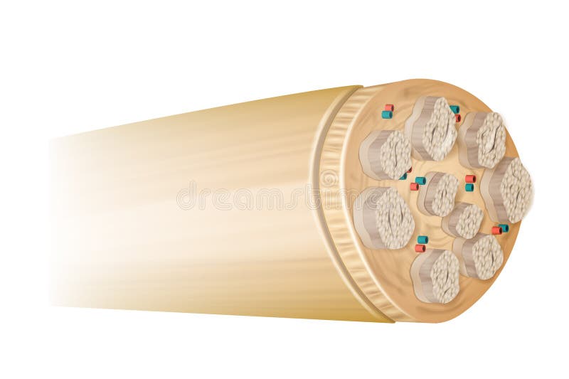 Detail Illustration of the Anatomy of a Typical Peripheral Nerve ...