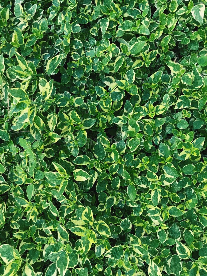 Detail Image of Plant Leave Texture Pattern Background Stock Image ...