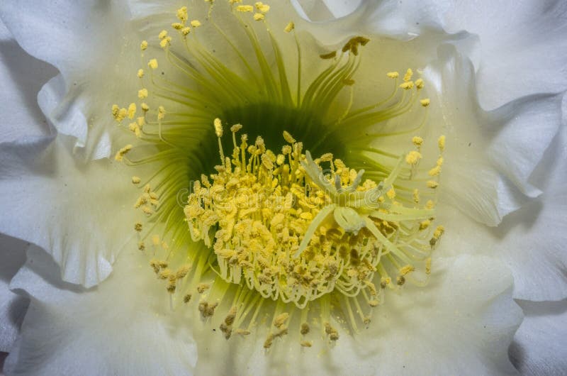 Detail Inside a Cactus Flower Stock Photo - Image of flower, cactus ...