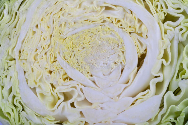 Detail of the Interior of a Cabbage Stock Photo - Image of labyrinth ...