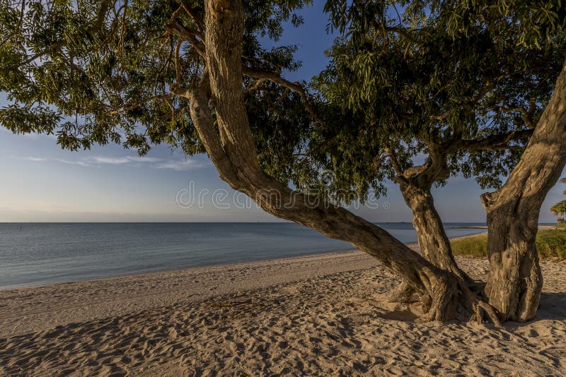 Scenery from Key West stock image. Image of trees, island - 99164139