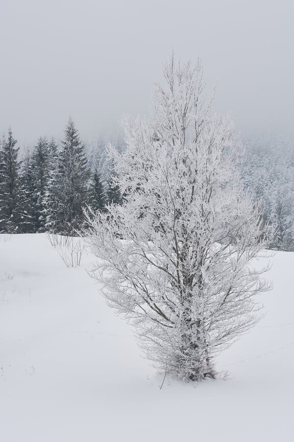 Detail of an Isolated Tree Ina Snow Storm Stock Image - Image of ...