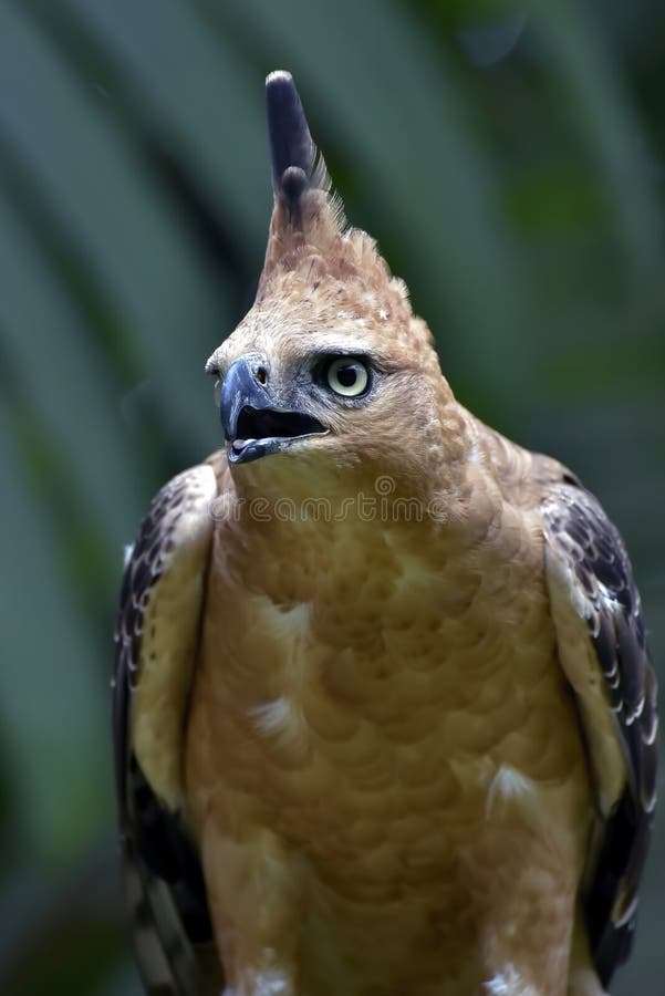 Detail of an Javan Hawk Eagle Stock Image - Image of brown, endemic ...