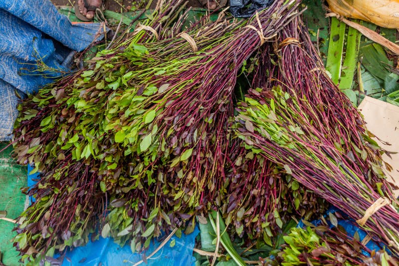 Detail of Khat & X28;qat& X29; Branches in Ethiop Stock Photo - Image ...