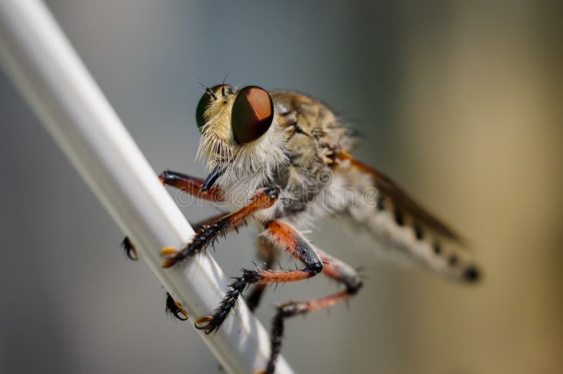 Detail of Killer Fly with Clearly Background Stock Photo - Image of ...