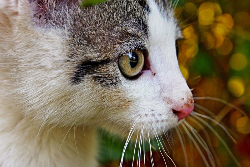 Detail of Kitten stock image. Image of tomcat, domestic - 58606137