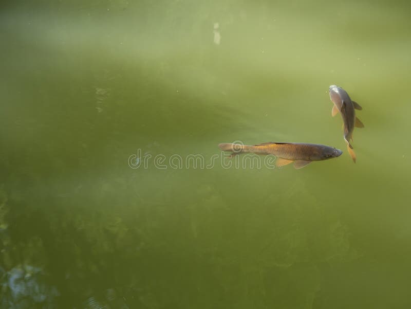 Detail of Koi Fish in a Small Lake Stock Photo - Image of black ...
